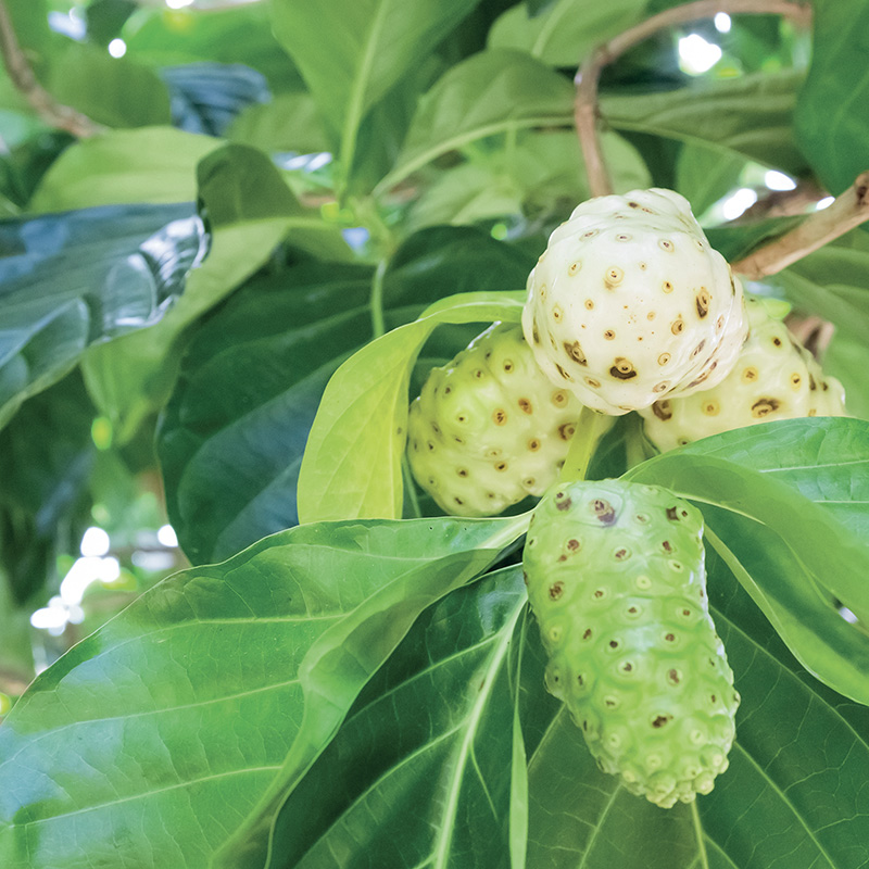 Exotic Noni fruit on the tree - Barche Magazine ISP