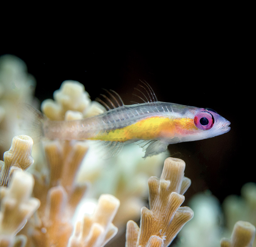 Sea Environment, unstoppable stress - Barche Magazine ISP